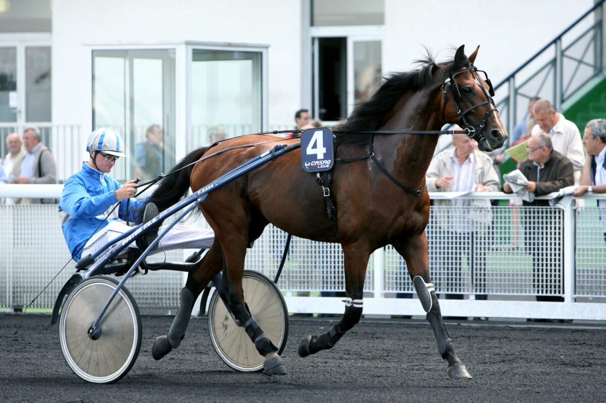 Elevage Turgot - Ecurie Emilien Hoste - Elevage Trotteurs